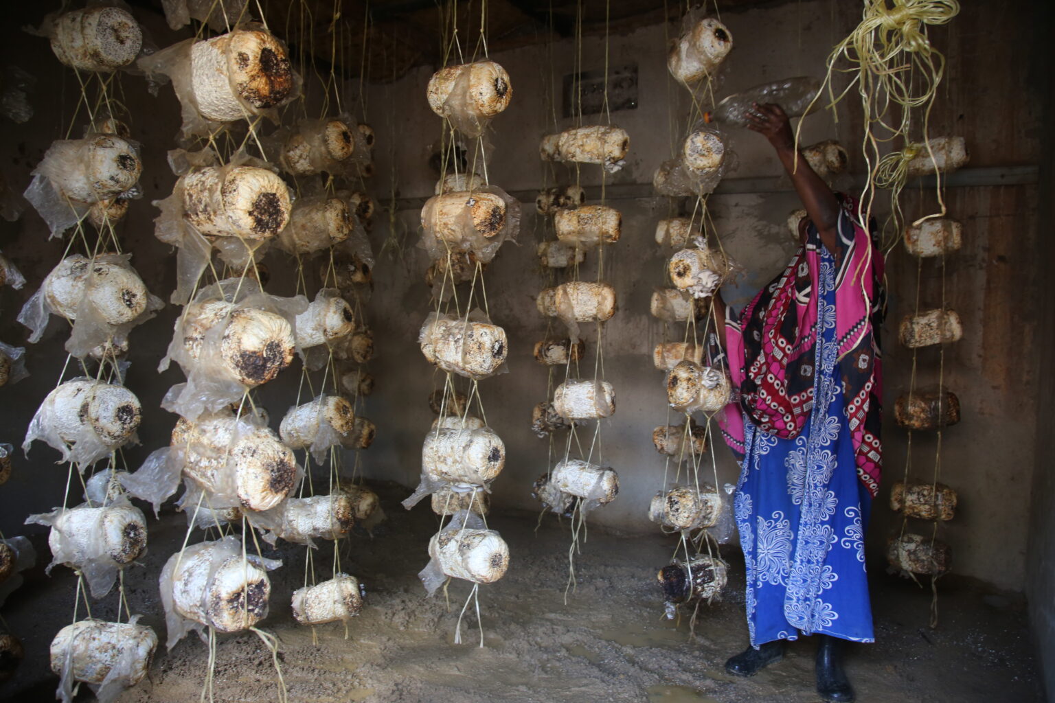 Mushroom farming creating a bright future for Uganda women – Pan ...